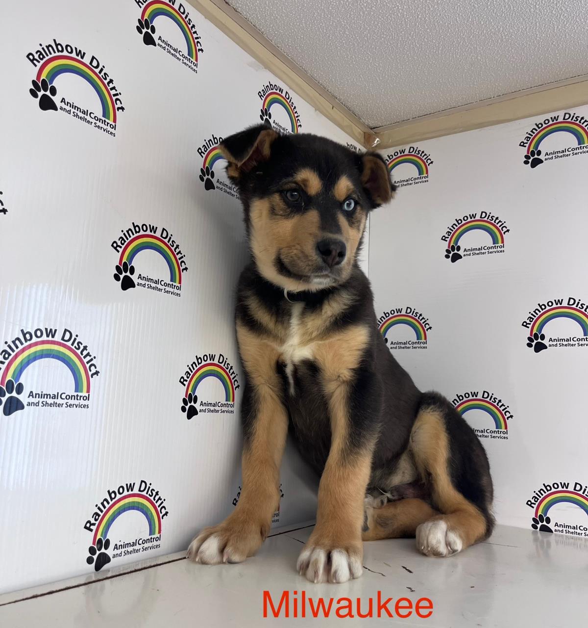 Home [www.rdshelter.ca]